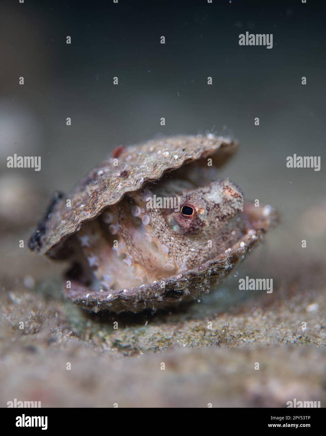 Conch shaped hi-res stock photography and images - Alamy