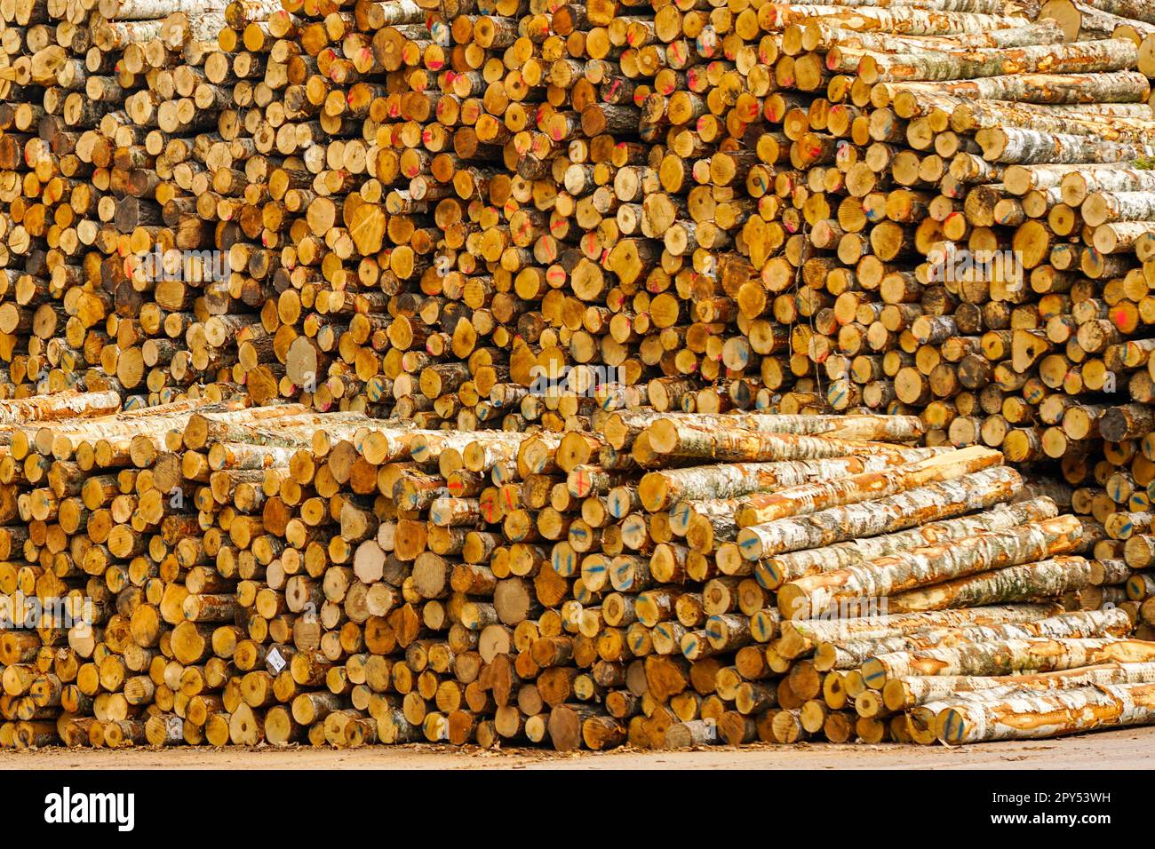Background of a large pile of birch logs, timber harvesting, processing ...