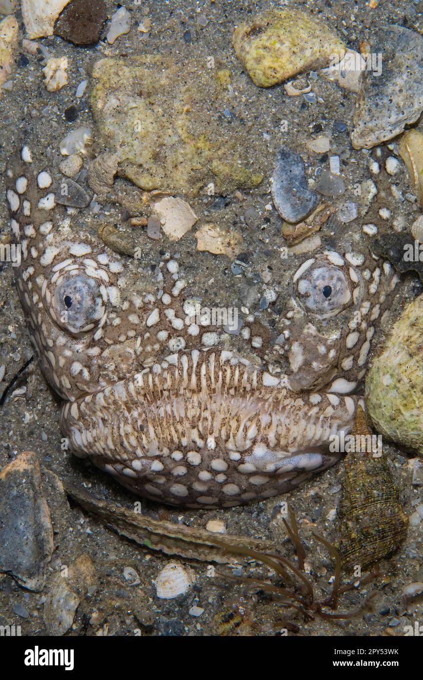 A vertical closeup of a northern stargazer swimming underwater Stock ...