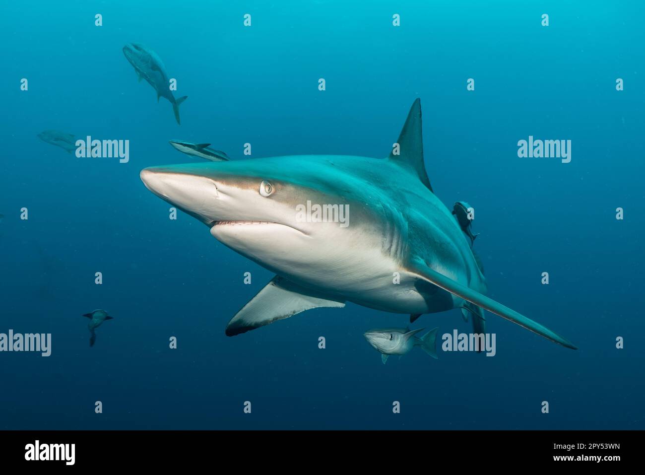 Sharks together hi-res stock photography and images - Alamy