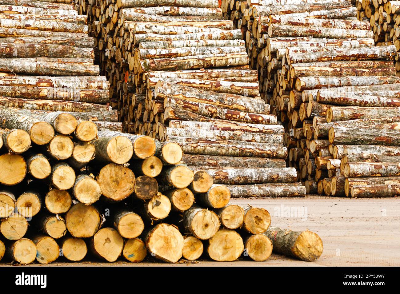 Big and tall stacks of birch logs, timber industry storage for export ...