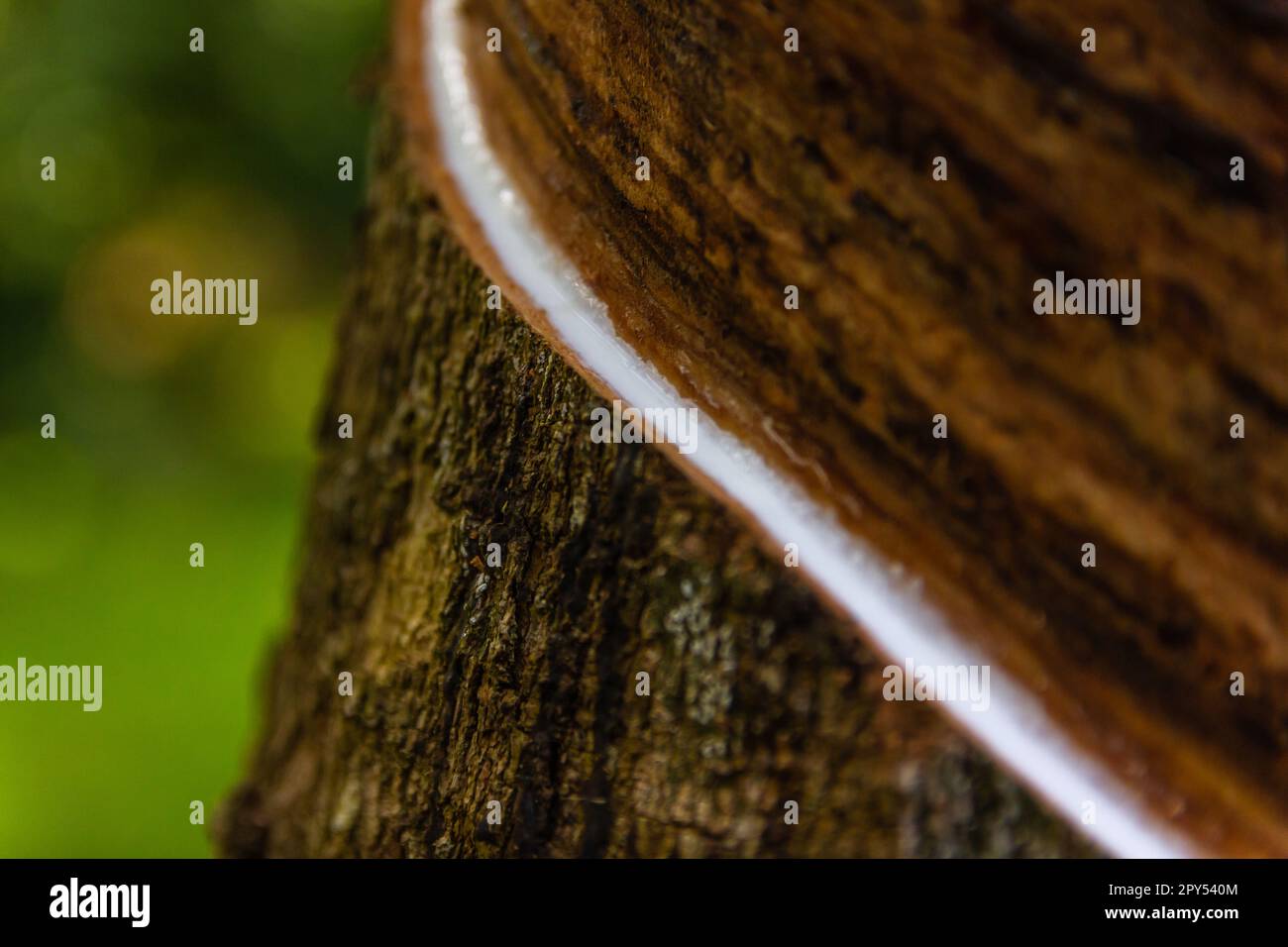 A flowing trait of latex on tree surface Stock Photo - Alamy