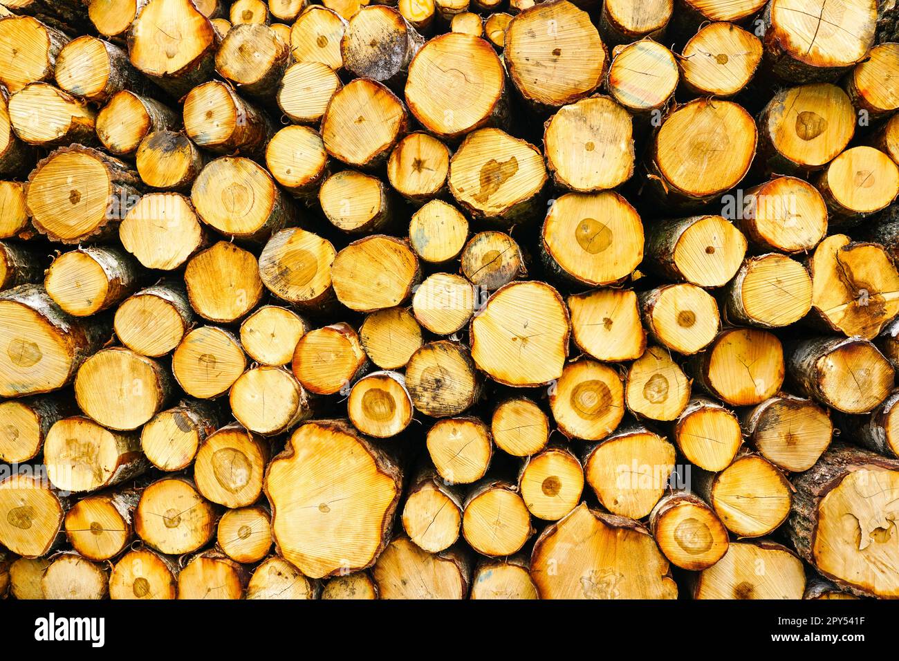 Background image of a cut tree, natural wooden background, logging ...