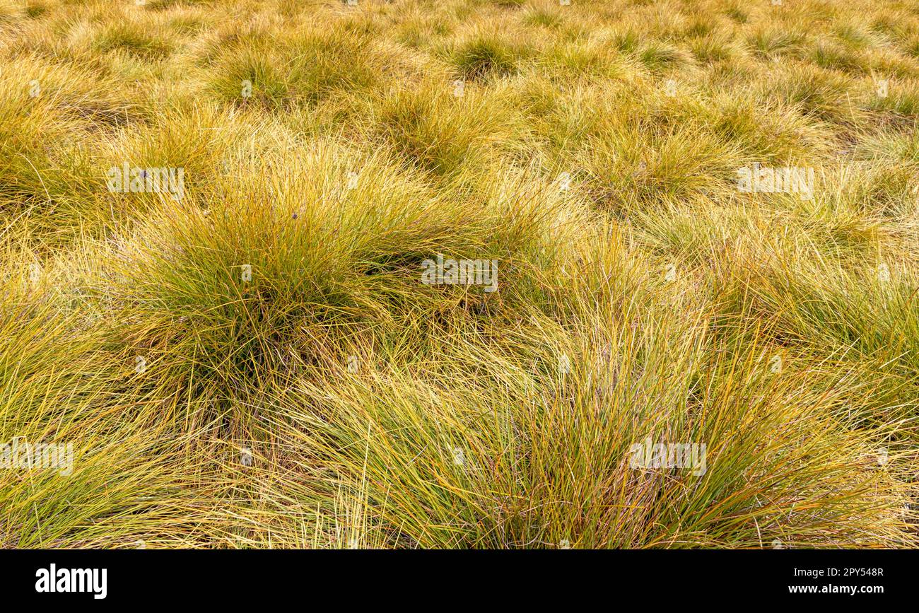 Grasslands near Cradle Mountain, Tasmania, Australia Stock Photo - Alamy