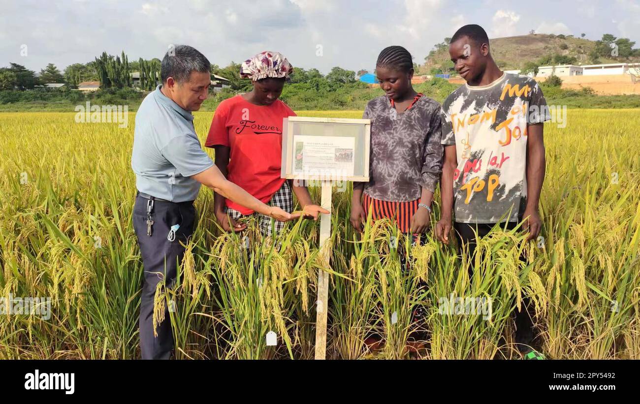Rice breeding hi-res stock photography and images - Alamy