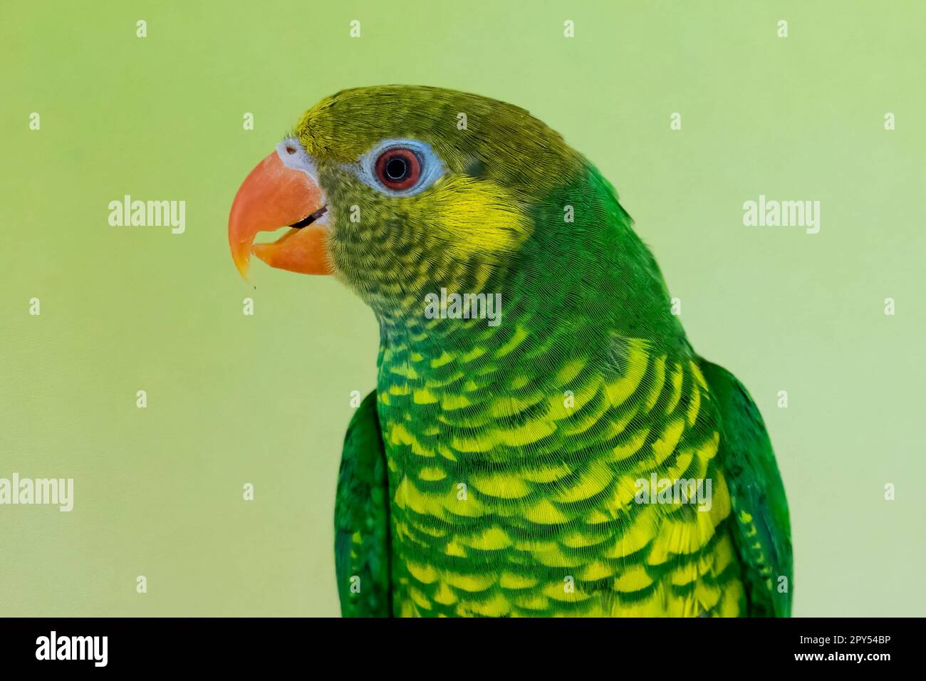 Meyers lorikeet hi-res stock photography and images - Alamy