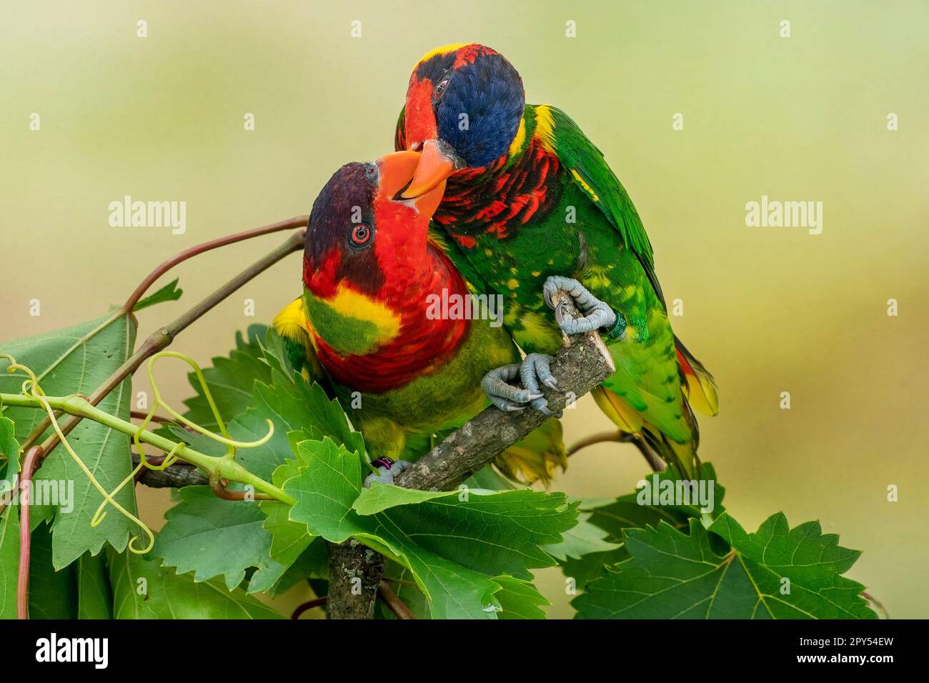 Ornate lory hi-res stock photography and images - Alamy