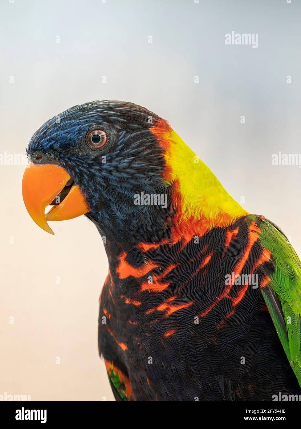 Trichoglossus rosenbergii hi-res stock photography and images - Alamy