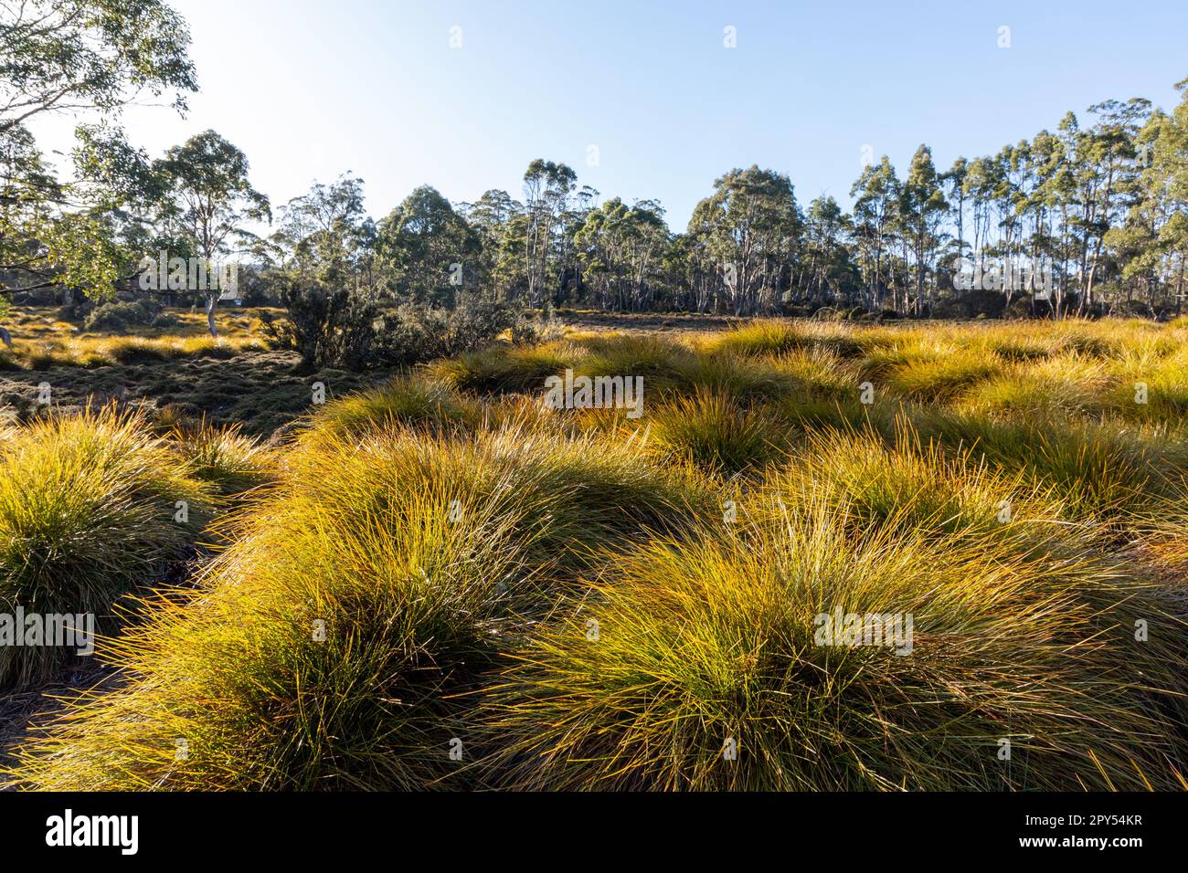 Grasslands near Cradle Mountain, Tasmania, Australia Stock Photo - Alamy