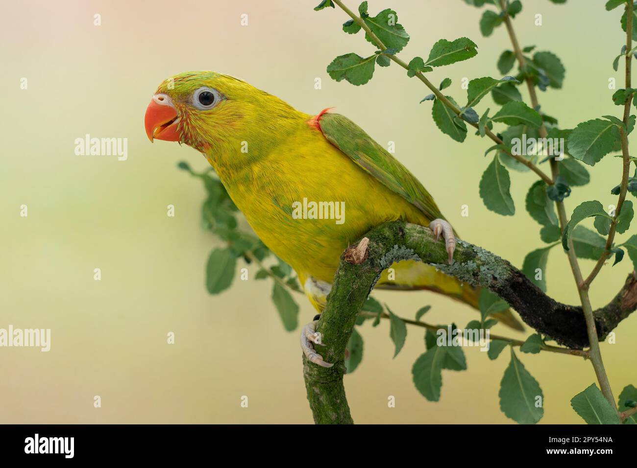Dilute mutation hi-res stock photography and images - Alamy