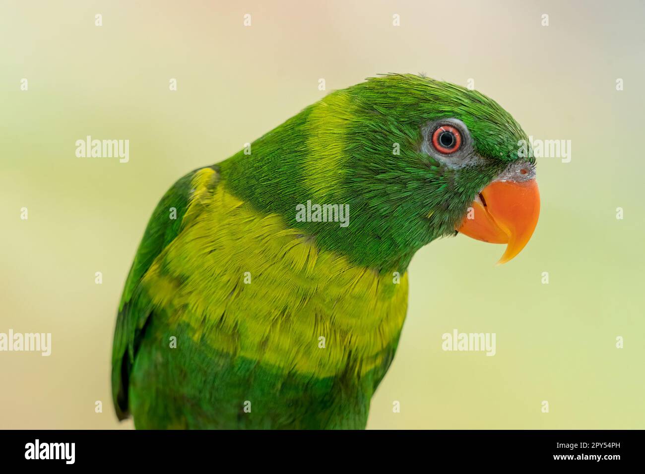 Trichoglossus weberi hi-res stock photography and images - Alamy