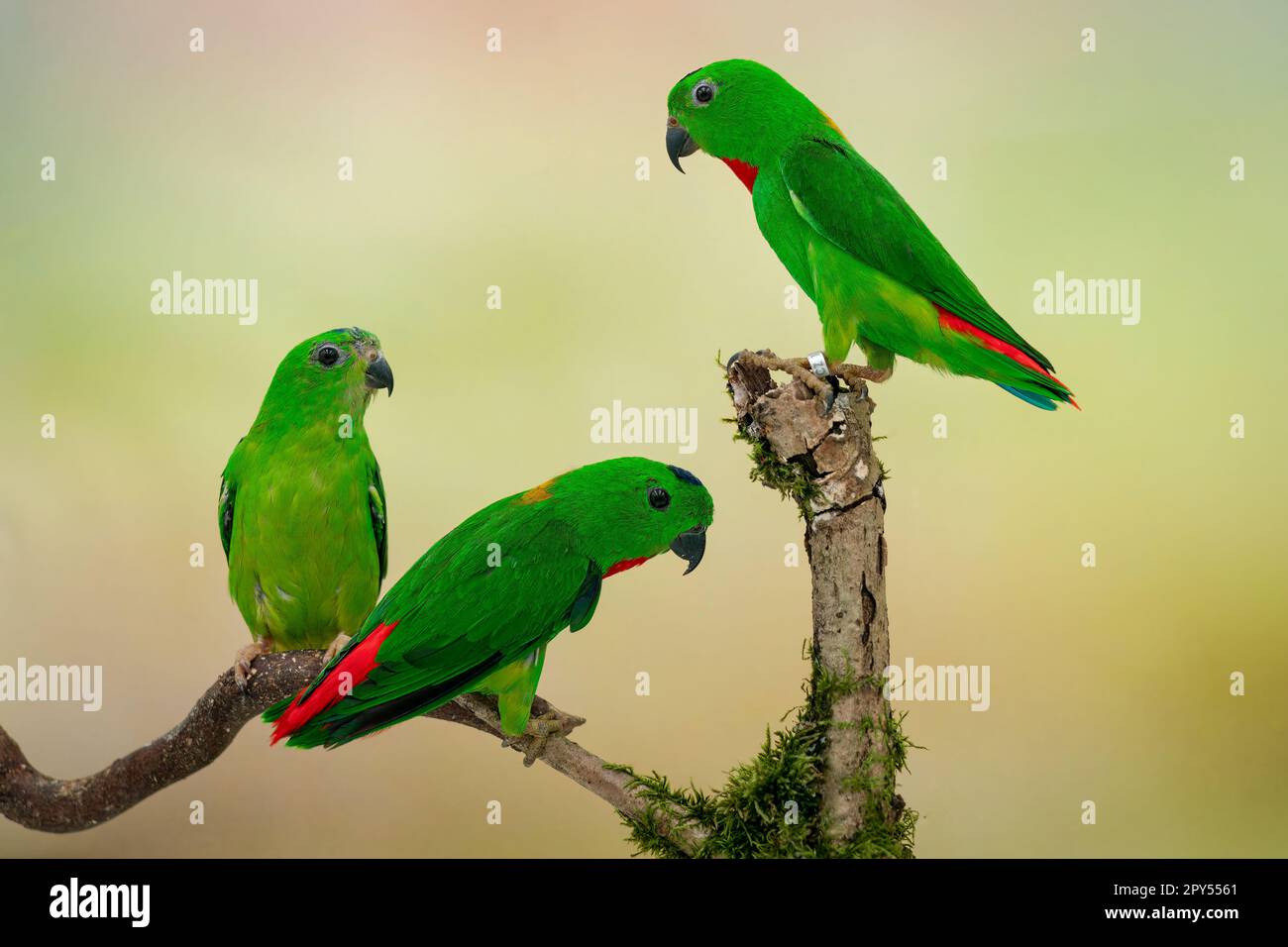 blue-crowned hanging parrot Stock Photo - Alamy