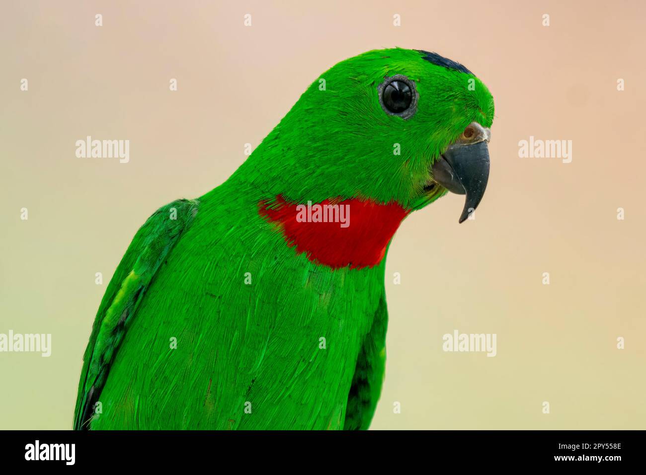 blue-crowned hanging parrot, male Stock Photo - Alamy