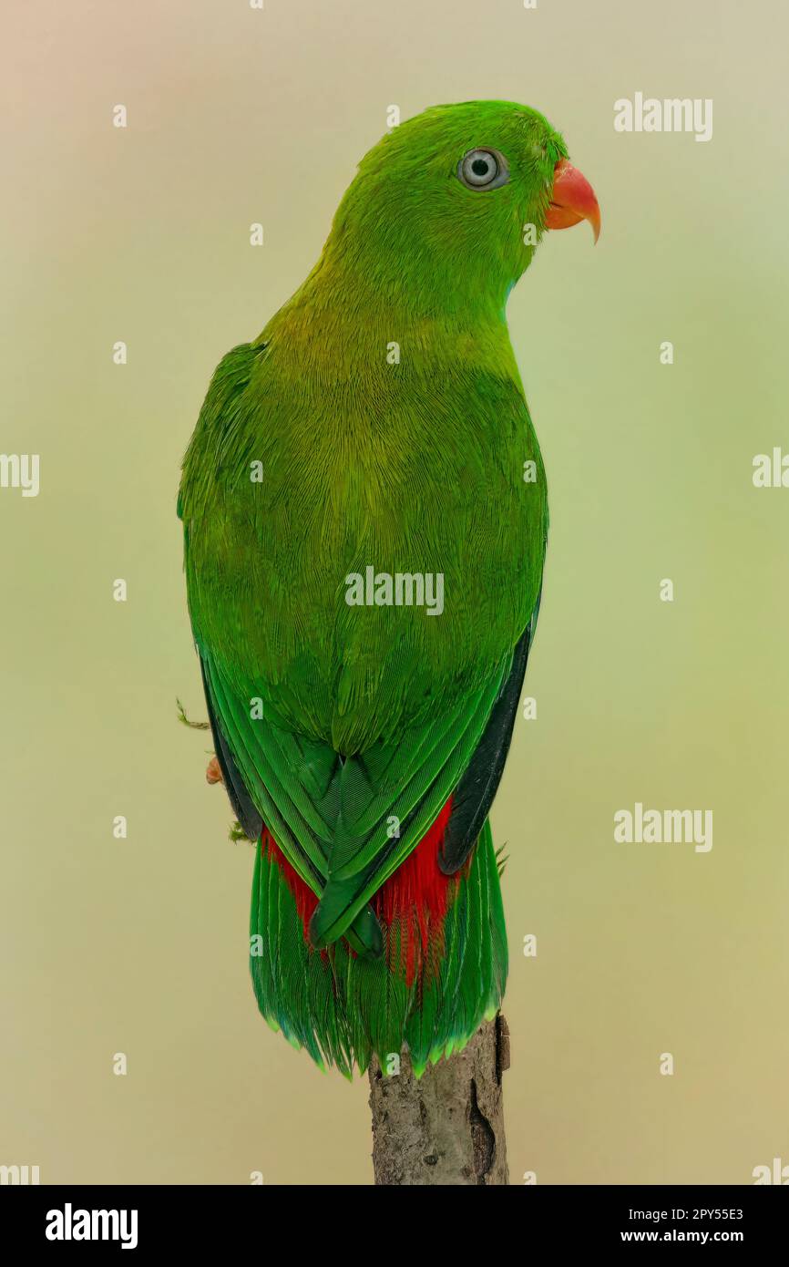 Hanging parrot hi-res stock photography and images - Alamy