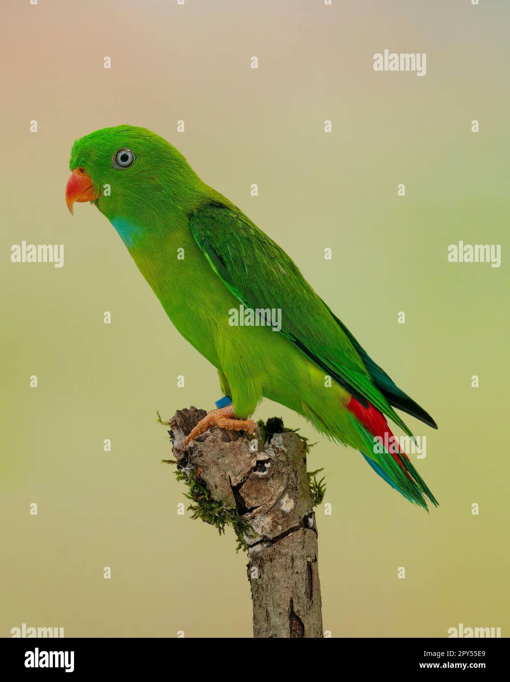 Hanging parrot hi-res stock photography and images - Alamy
