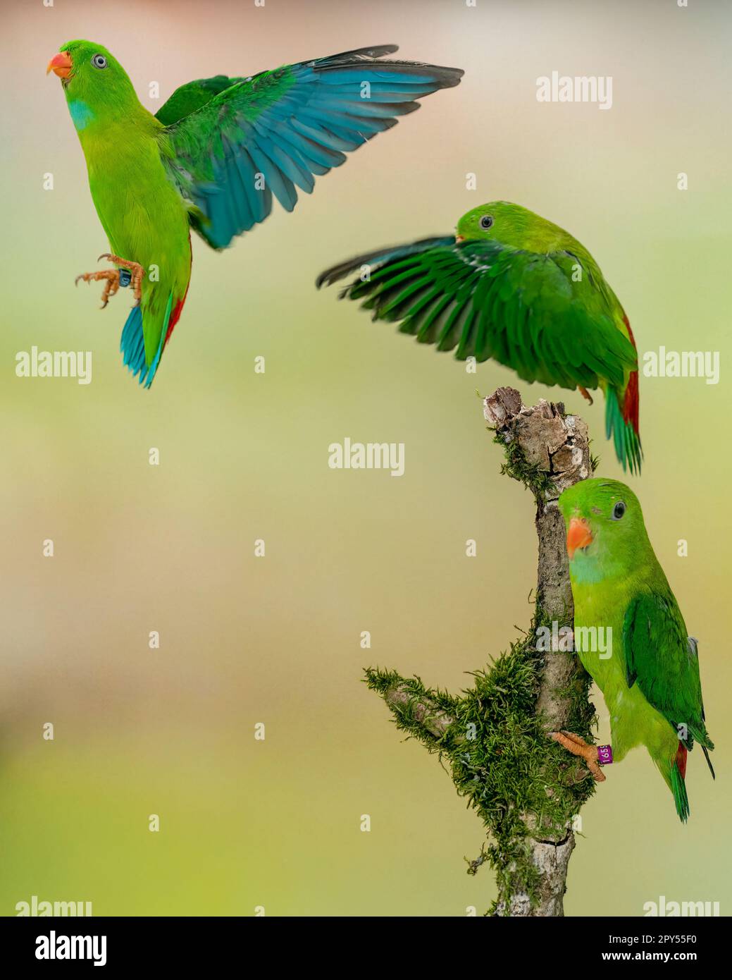 1 male 2 females hi-res stock photography and images - Alamy