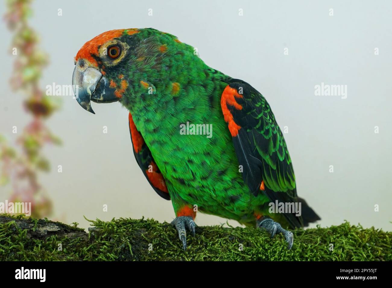 red-fronted parrot or Jardine's parrot Stock Photo - Alamy