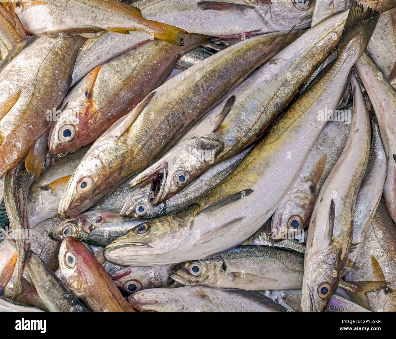 Diverse fish species hi-res stock photography and images - Alamy