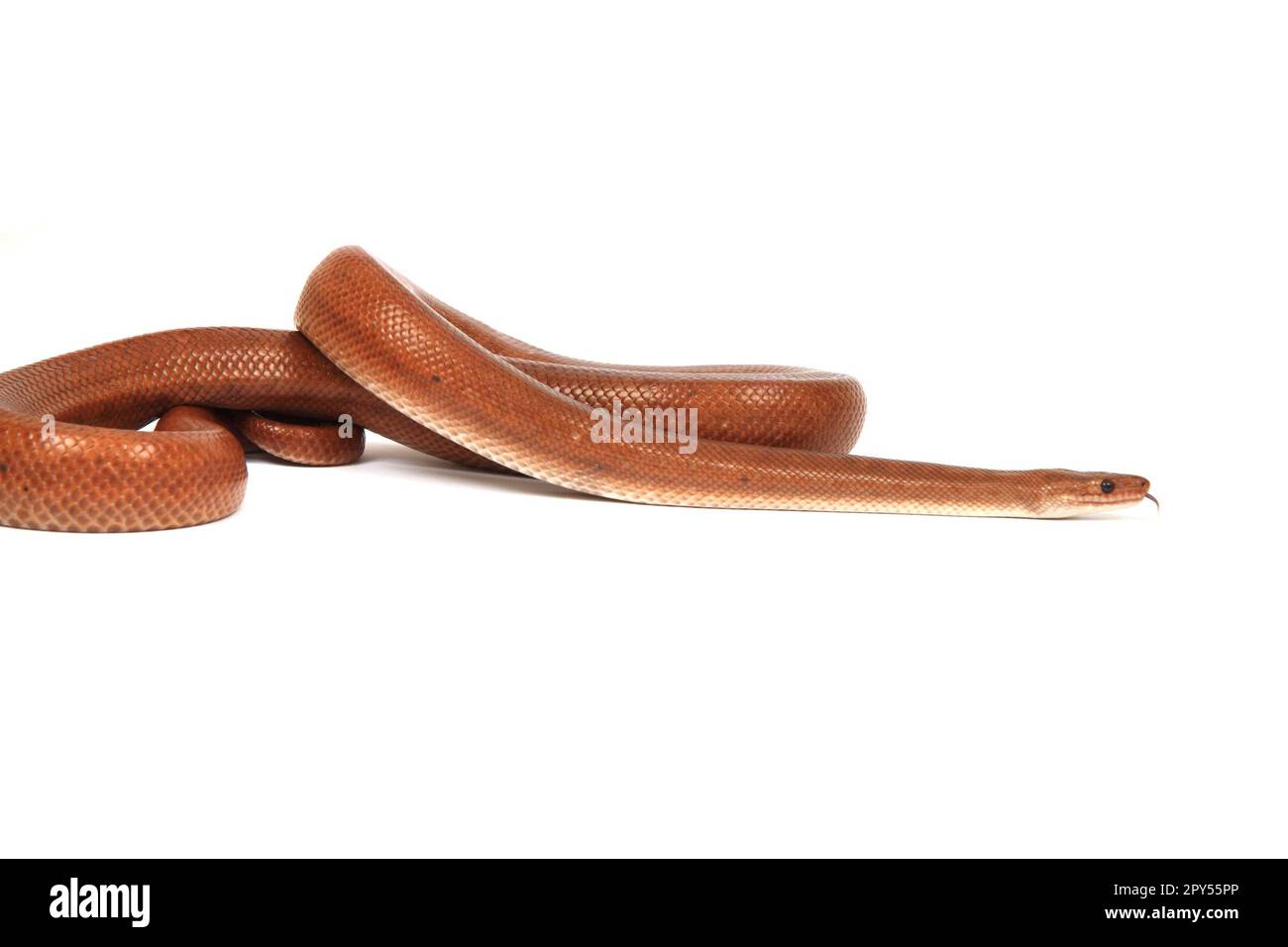 rainbow boa snake isolated on the white background Stock Photo - Alamy