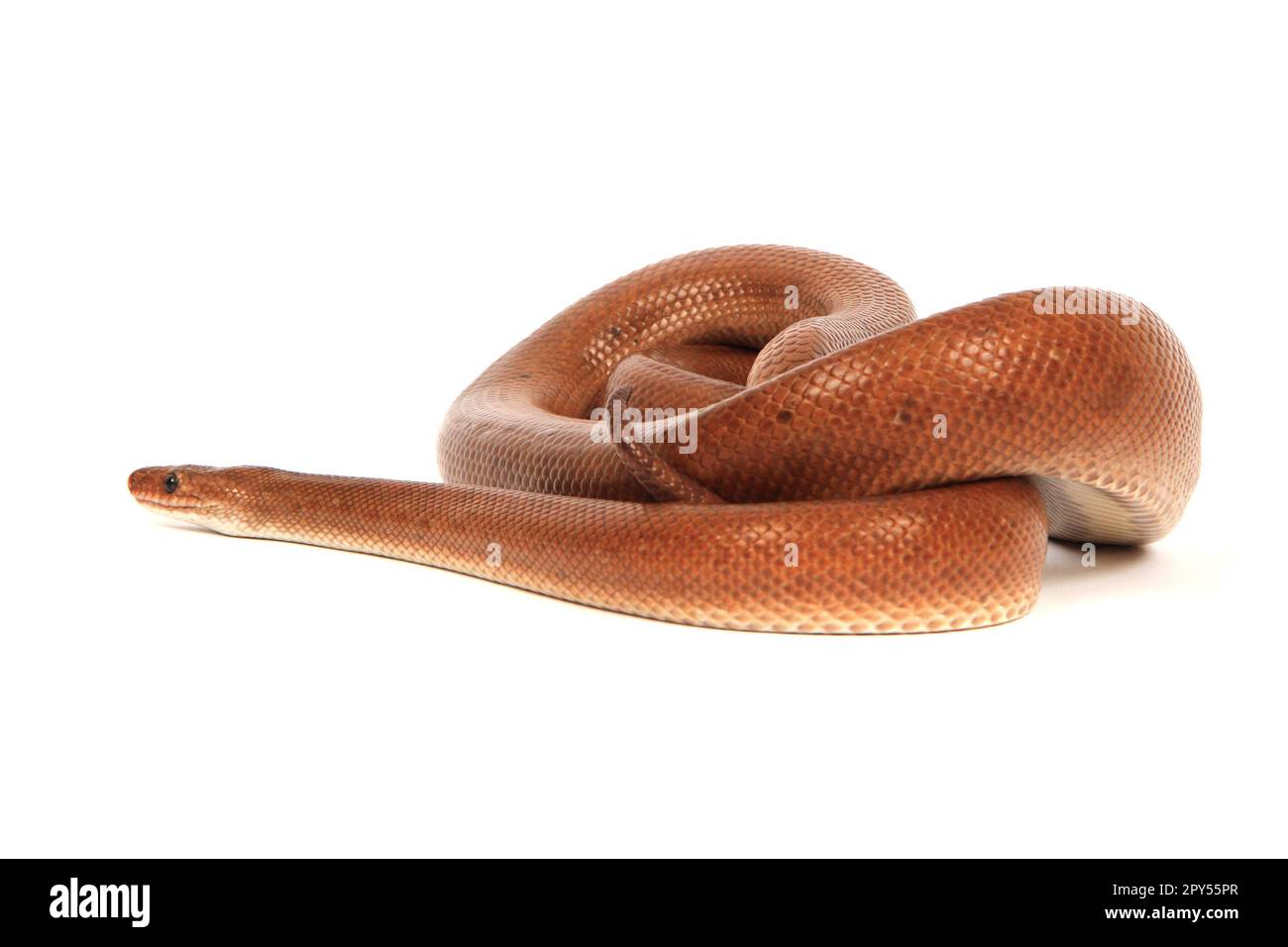 rainbow boa snake isolated on the white background Stock Photo - Alamy