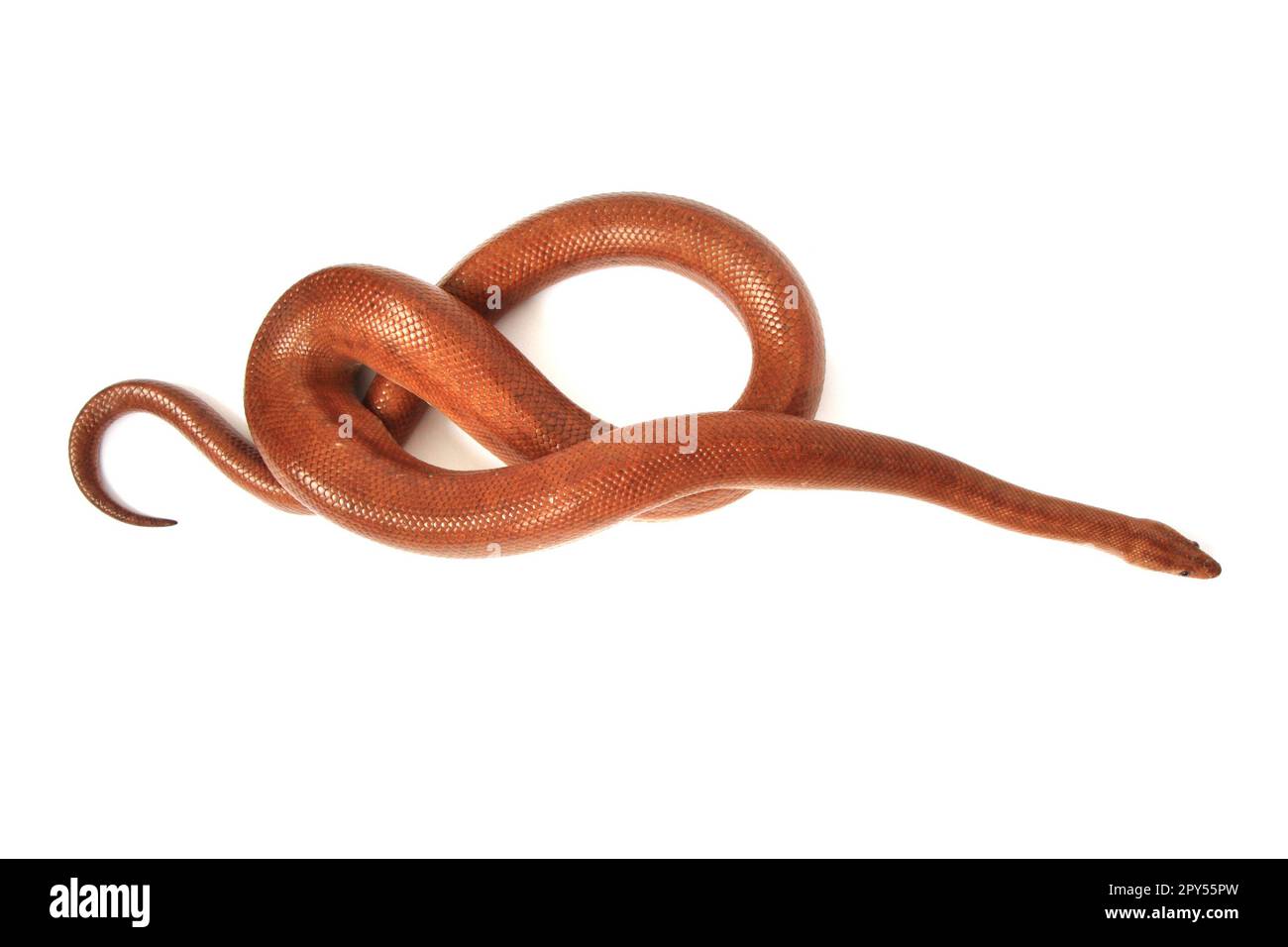 rainbow boa snake isolated on the white background Stock Photo - Alamy