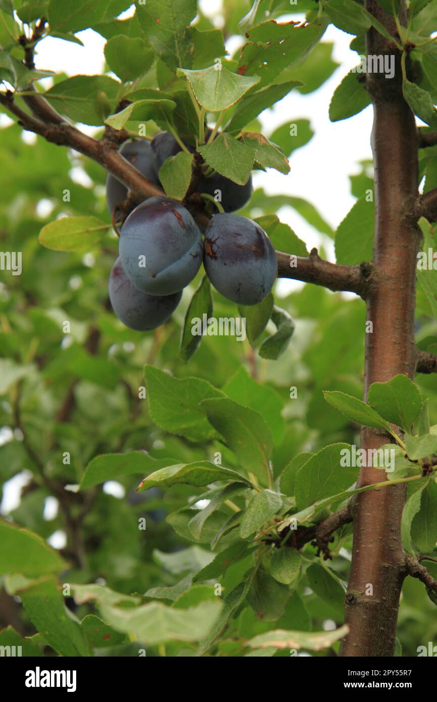 detail of blue plums tree as nice background Stock Photo - Alamy