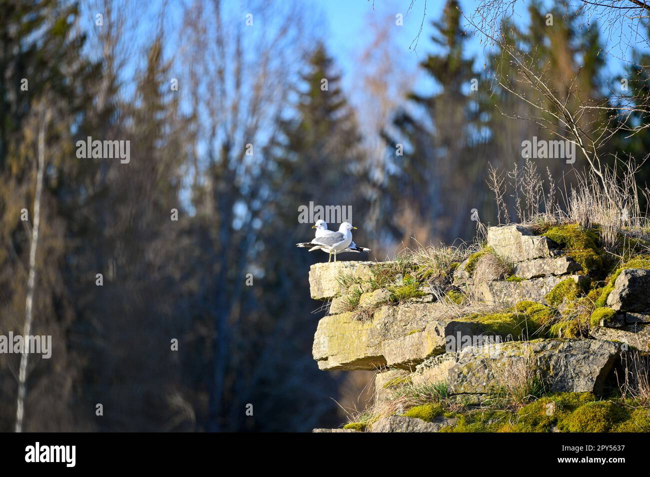Rock common quarry hi-res stock photography and images - Alamy