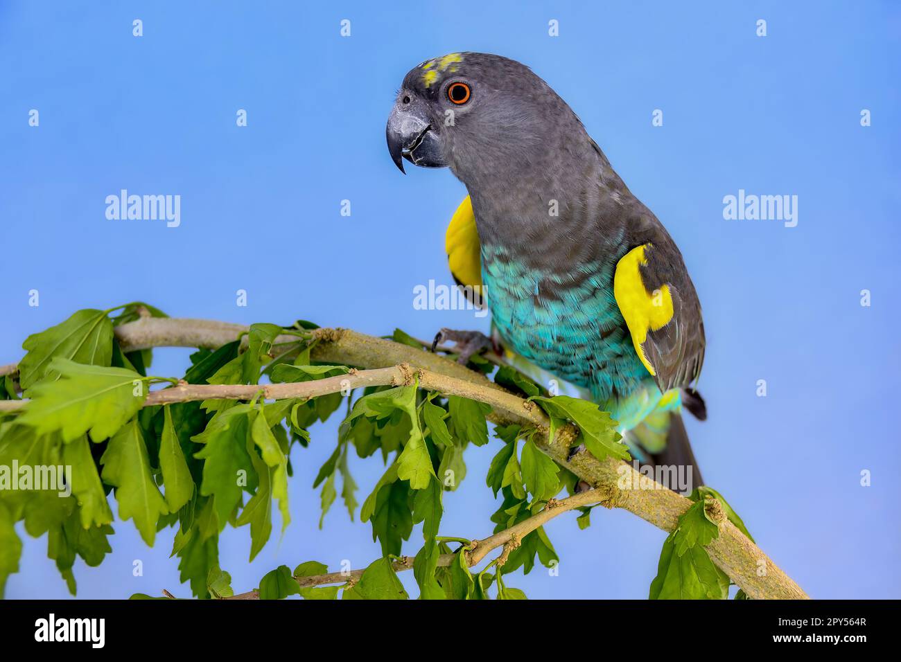 Meyers parrot hi-res stock photography and images - Alamy