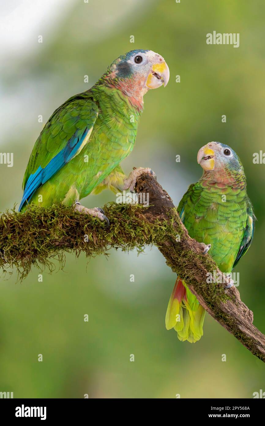 Yellow billed amazon parrot hi-res stock photography and images - Alamy