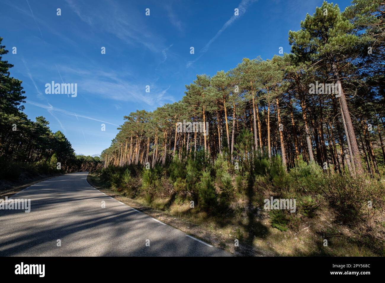 bosque de pino silvestre , Pinus sylvestris,Navaleno, Soria, Comunidad ...
