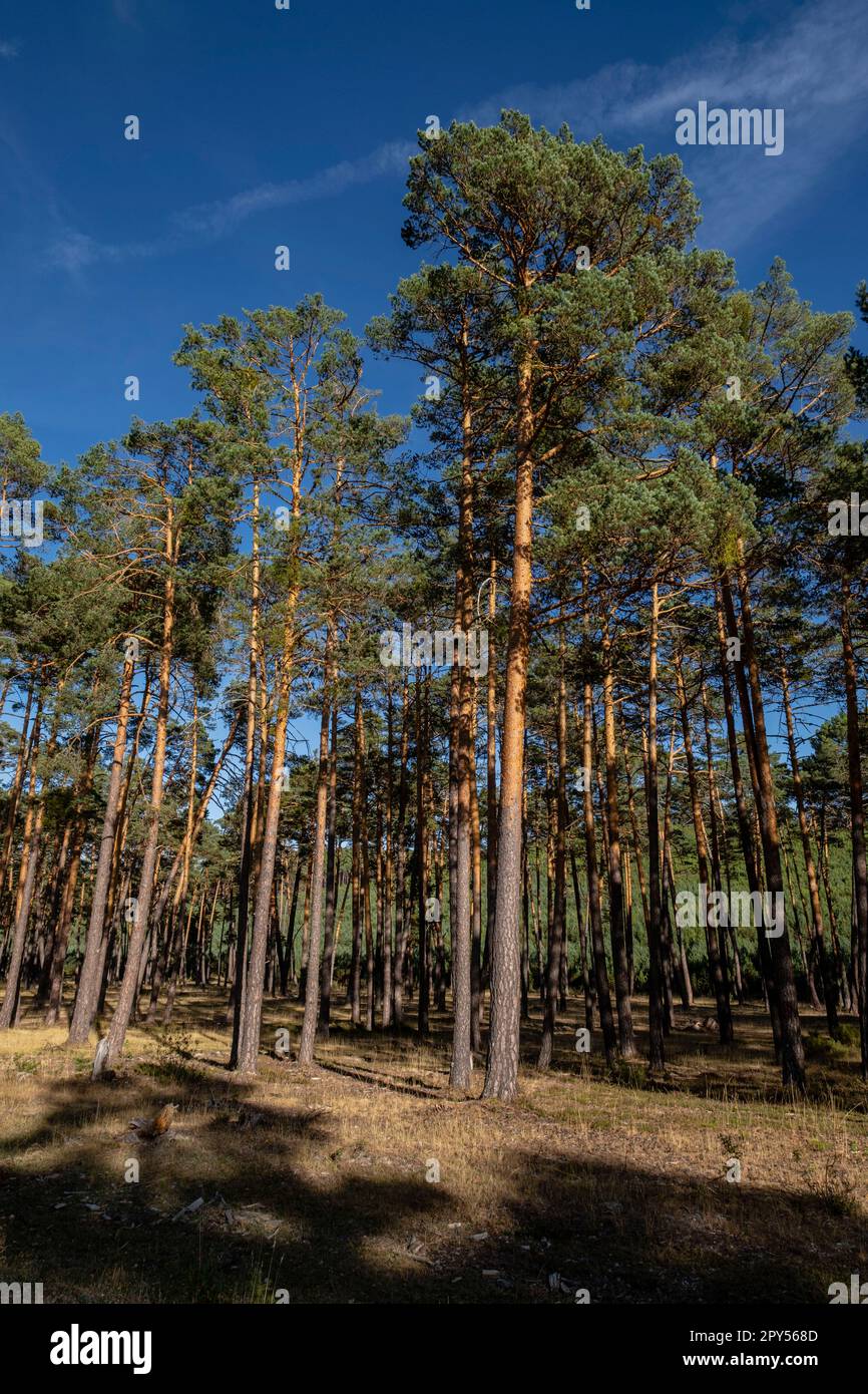bosque de pino silvestre , Pinus sylvestris,Navaleno, Soria, Comunidad ...