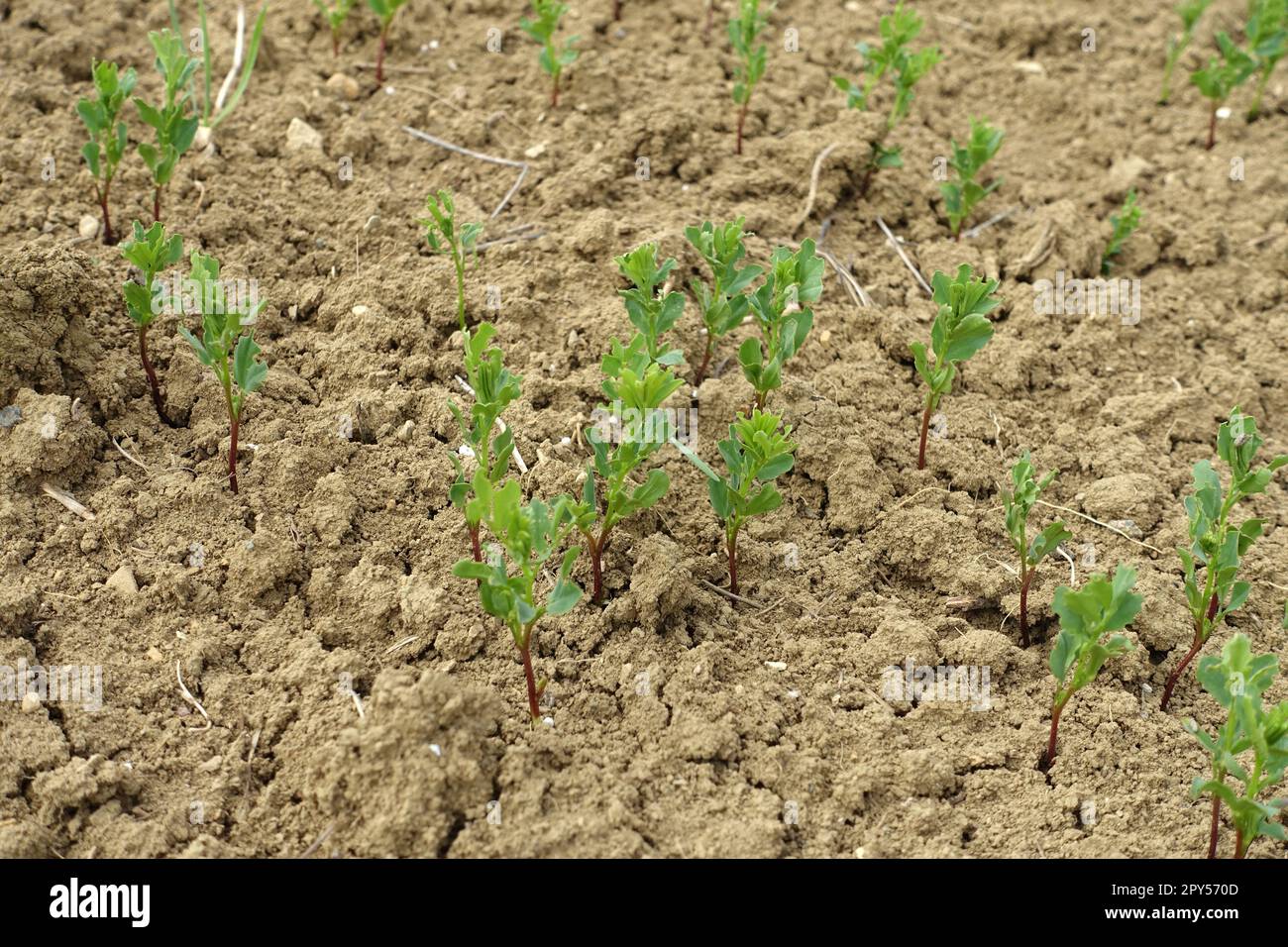 lentil plantations in continental climate, newly sprouting lentil plant ...