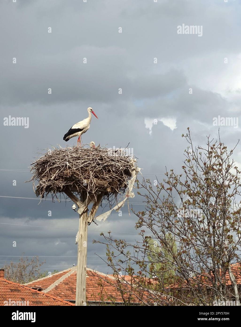 a stork's nest and a brooding female stork and a male stork next to it ...
