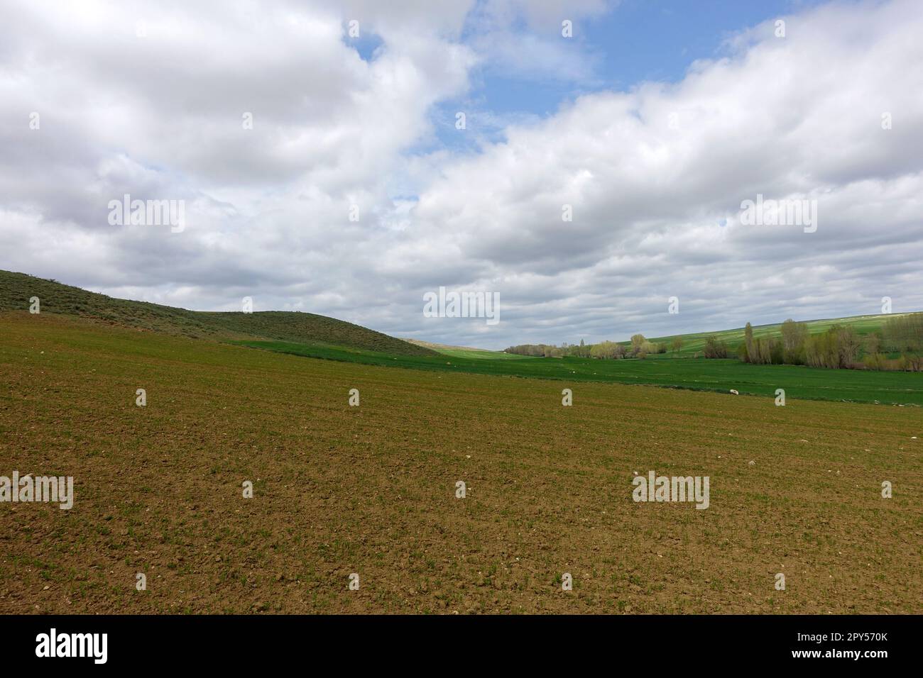 lentil plantations in continental climate, newly sprouting lentil plant ...