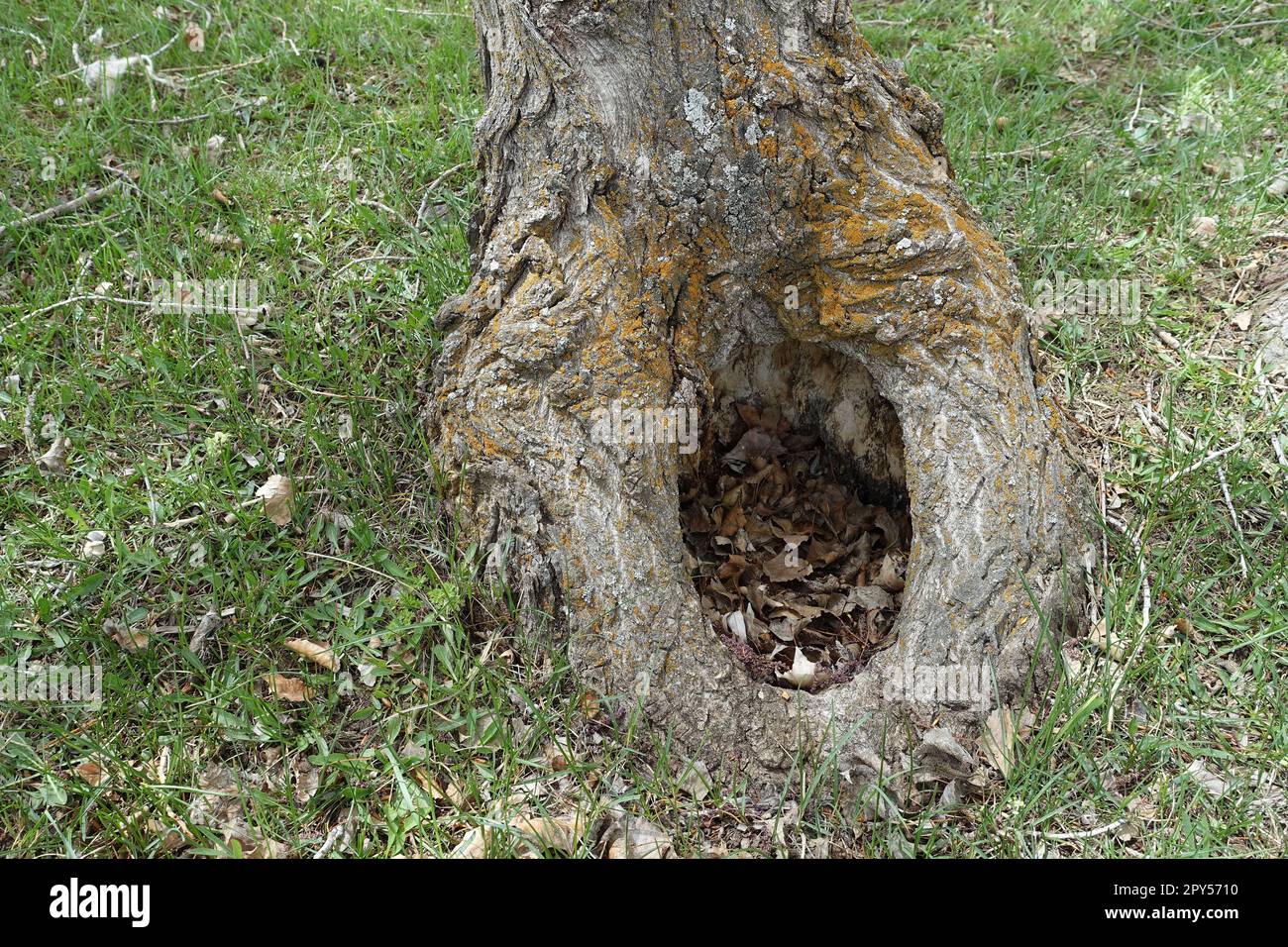 Tree hollow hi-res stock photography and images - Alamy