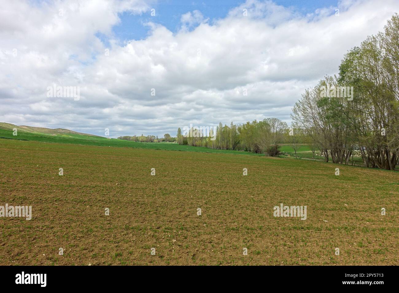 lentil plantations in continental climate, newly sprouting lentil plant ...