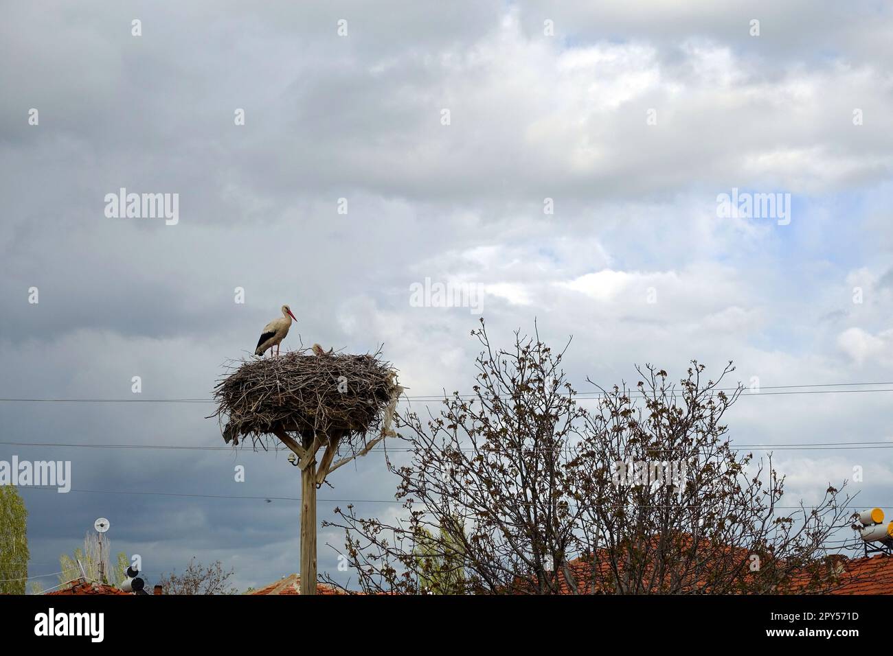 there is a stork's nest and a female stork and a male stork in the nest ...