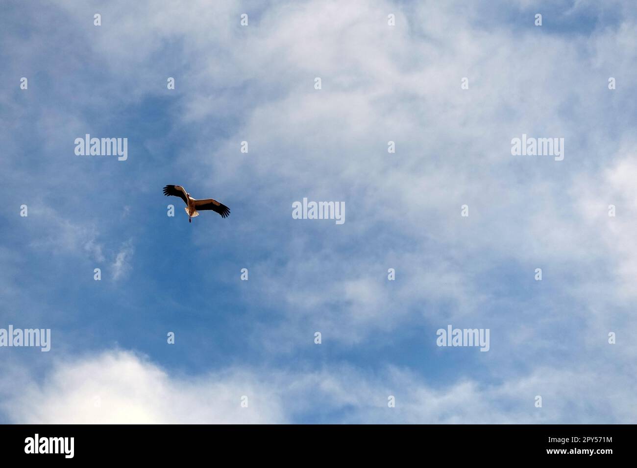 storks flying in the blue and cloudy sky, storks flying in the sky in ...
