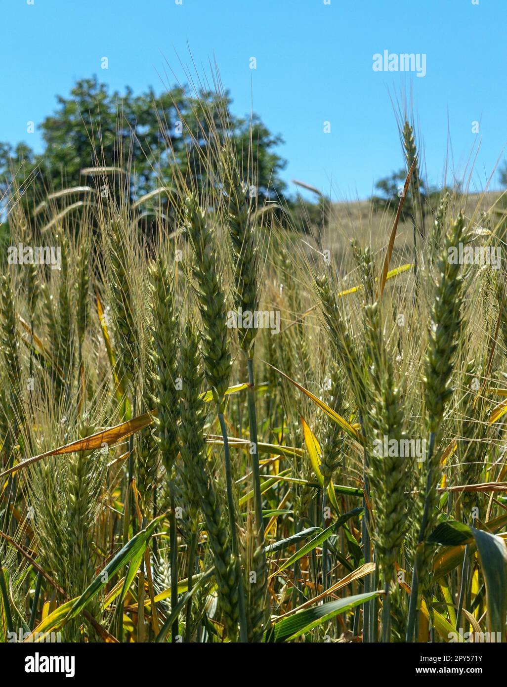 Ears wheat background video hi-res stock photography and images - Alamy