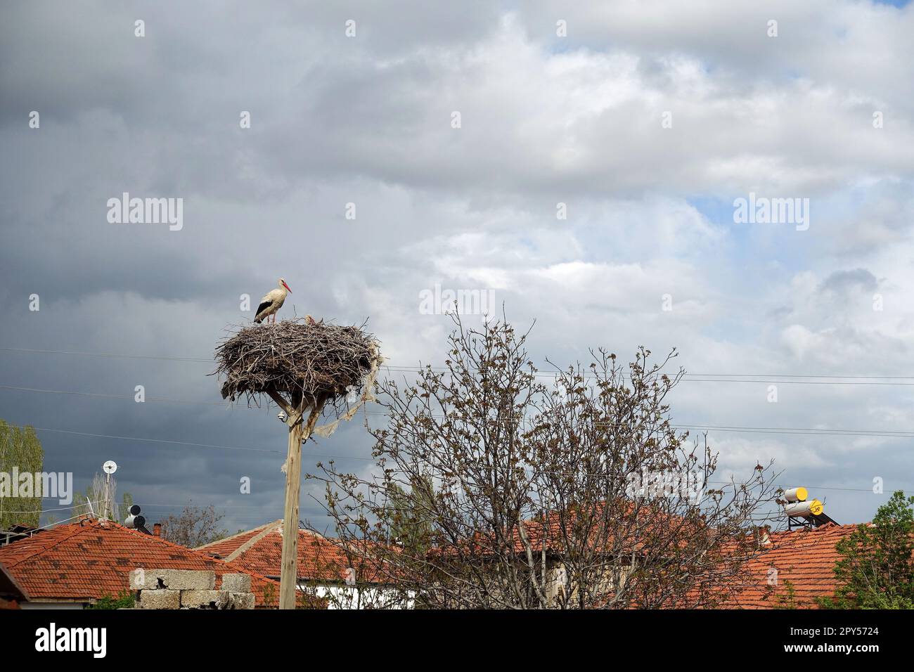 there is a stork's nest and a female stork and a male stork in the nest ...