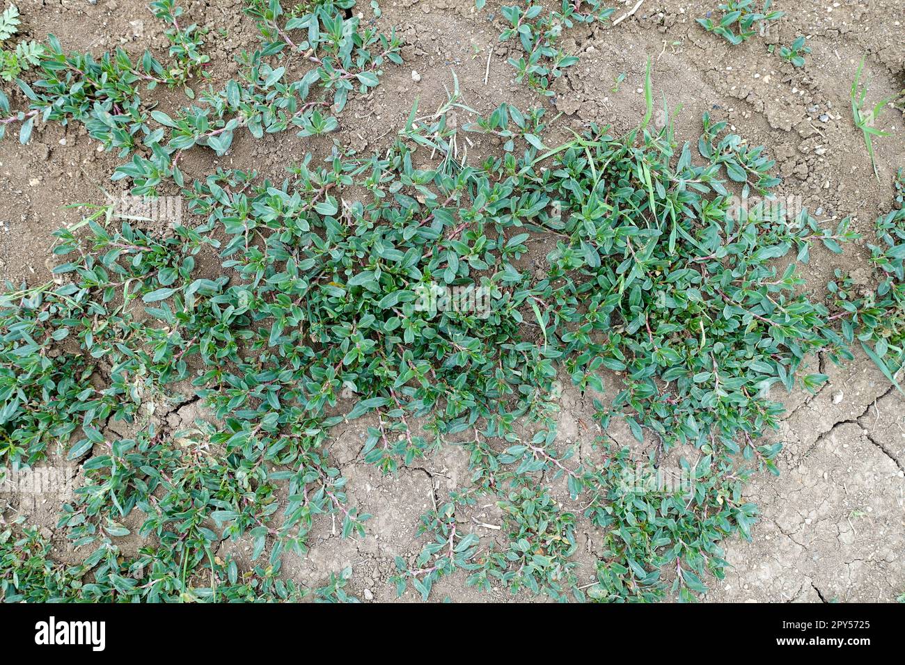 Turkey in grass hi-res stock photography and images - Alamy