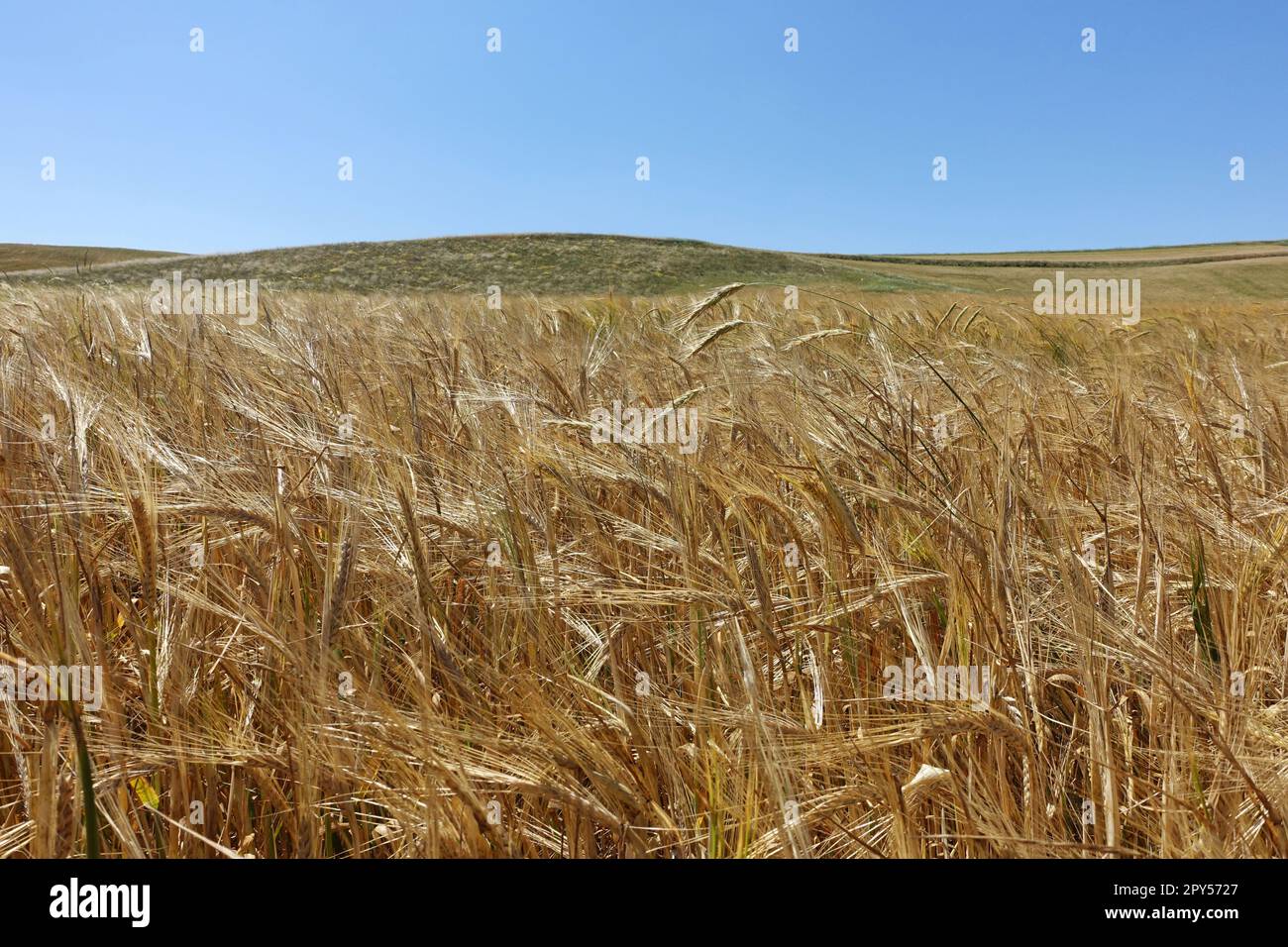 barley ears images, barley farming and barley harvest time, barley ...