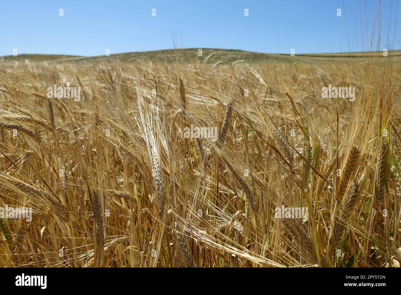 Barley Plant Images