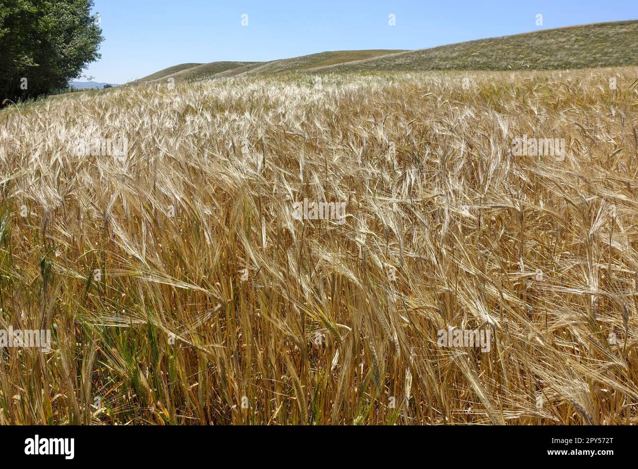 barley ears images, barley farming and barley harvest time, barley ...