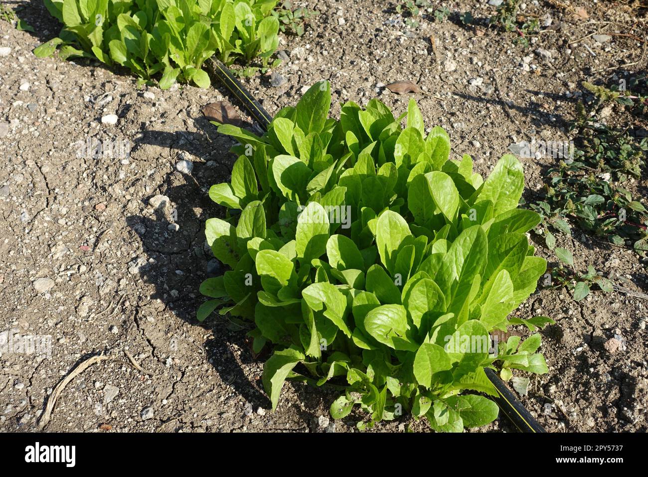 lettuce plant planted on drip pipes,close-up seedling lettuce Stock ...