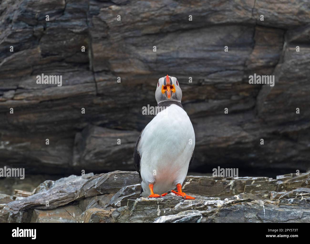 Open mouth view atlantic hi-res stock photography and images - Alamy