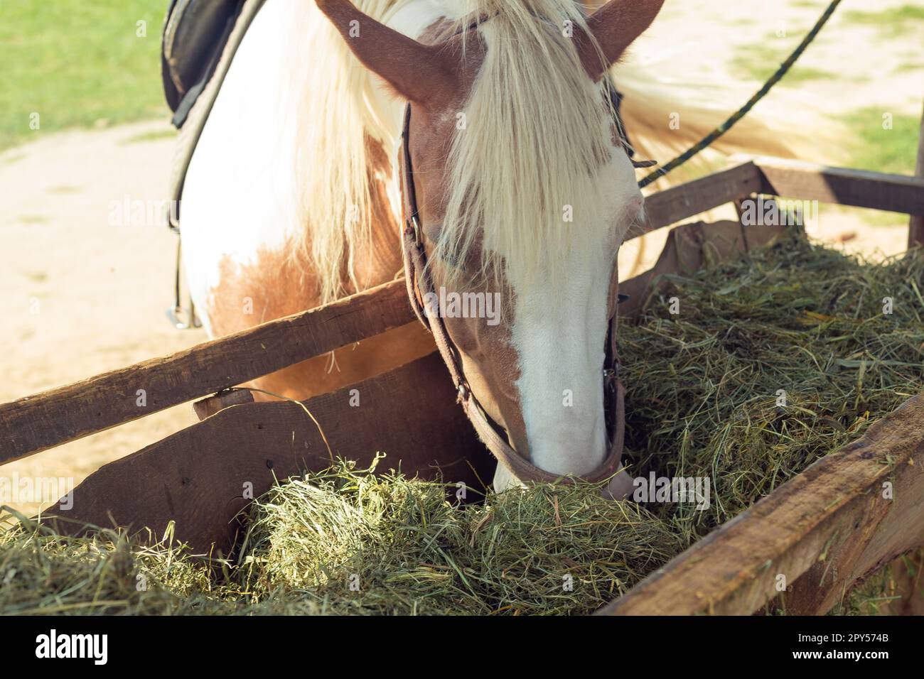 Horse in paddock chewing grass hi-res stock photography and images - Alamy