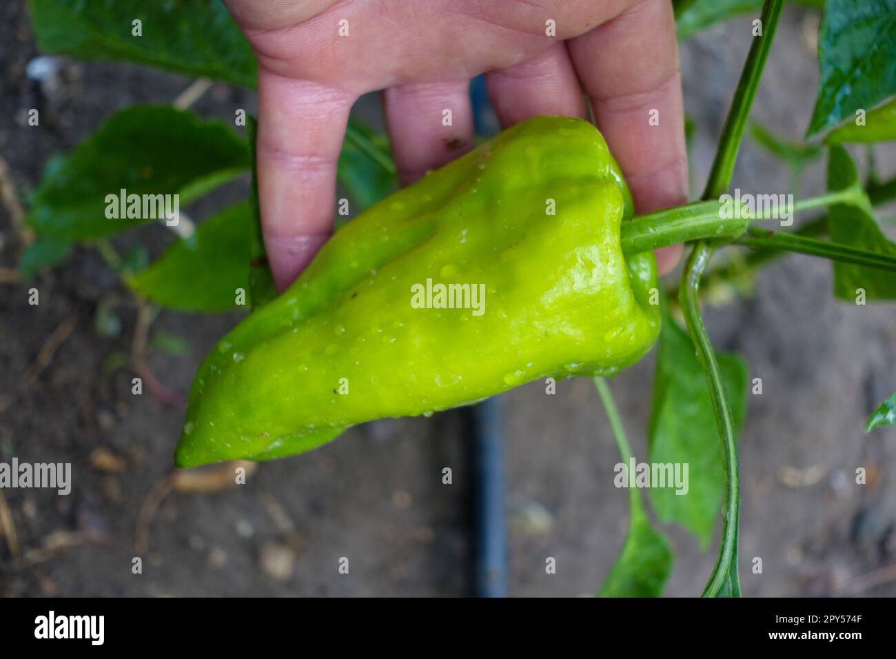 natural capia pepper in the garden, capia pepper is not yet green ...