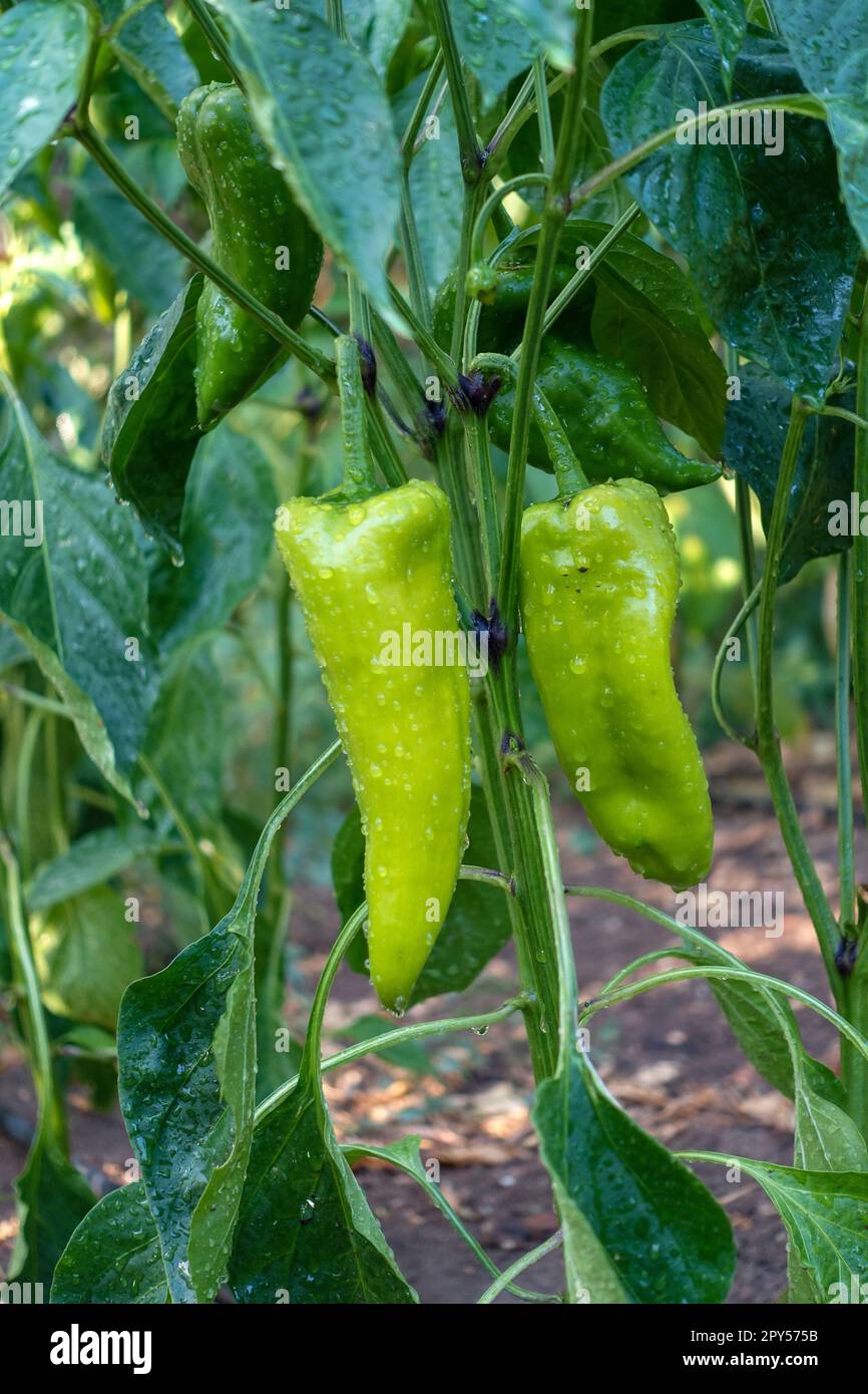 natural capia pepper in the garden, capia pepper is not yet green ...
