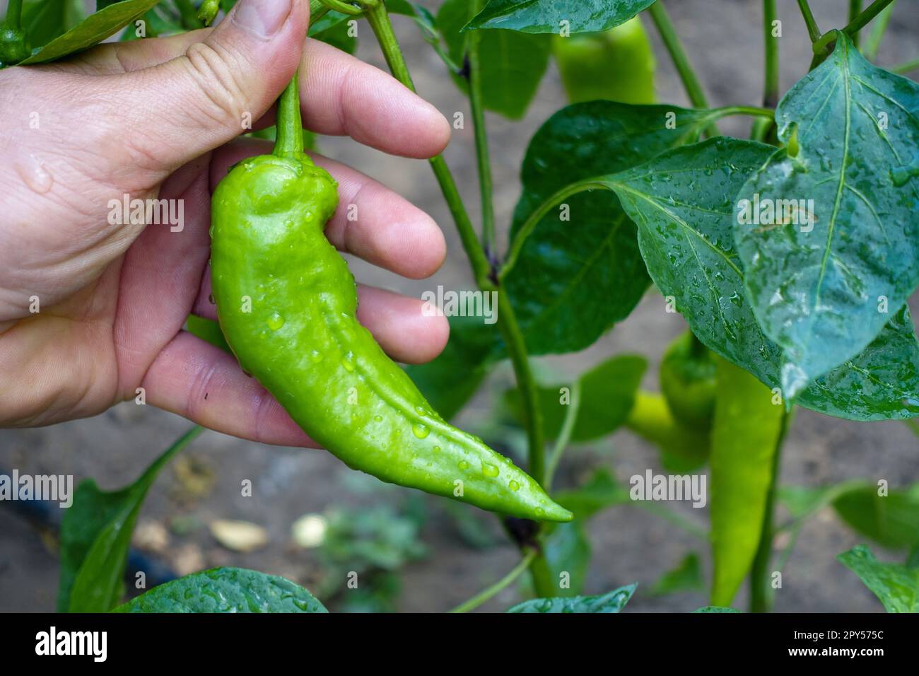 natural capia pepper in the garden, capia pepper is not yet green ...